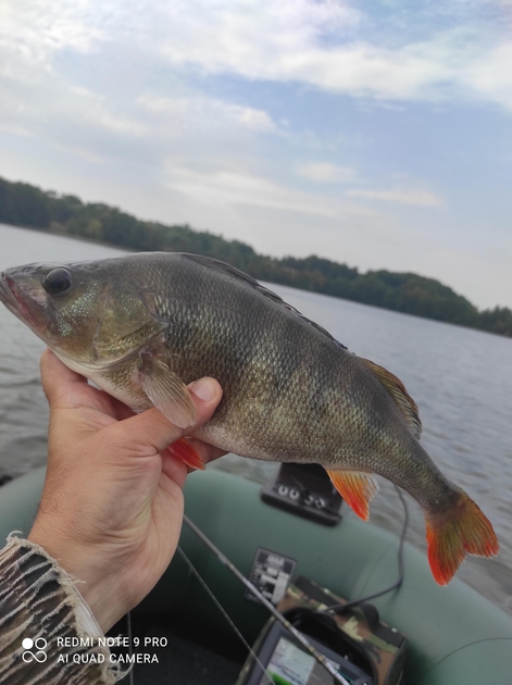 Eurasian perch, 1lb 5oz , cought at 09/23/2023 - information about the ...