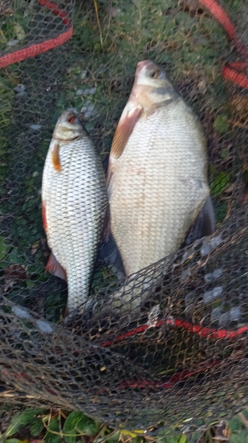 Carp bream , cought at 09/16/2023 - information about the catch ...