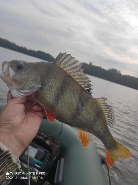 Eurasian perch, 1lb 12oz , cought at 09/23/2023 - information about the ...
