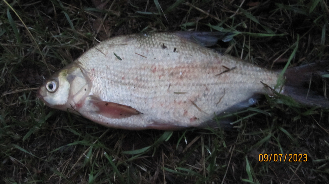 Carp bream, 1lb 1oz, 1ft 2in , cought at 07/09/2023 - information about ...