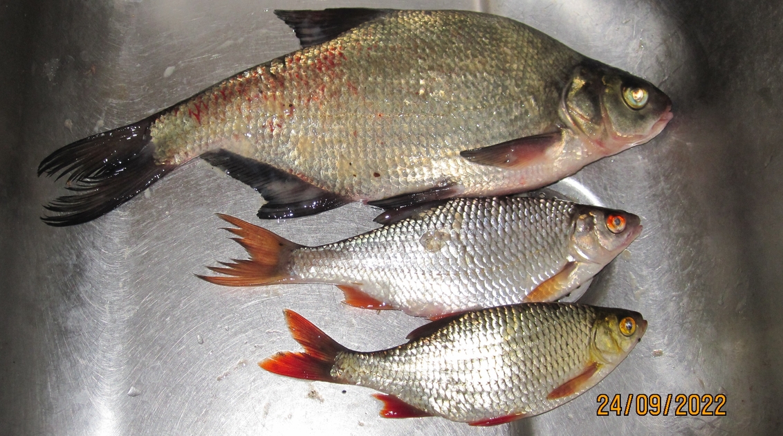 Carp bream, 1lb 1oz, 1ft 1(1/2)in , cought at 09/24/2022 - information ...