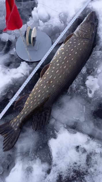 Northern Pike, 7lb 11oz, 2ft 6in , cought at 12/16/2023 - information ...