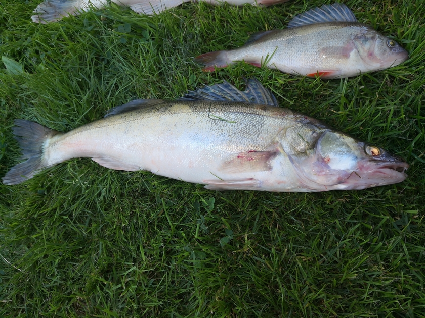 Pike perch, 4lb 10oz, 2ft 1in , cought at 08/28/2022 - information ...