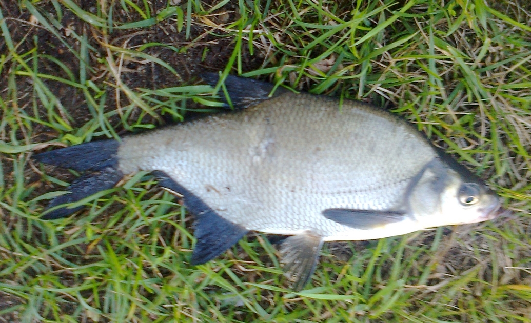 Carp bream, 1lb 5oz, 1ft 2(1/2)in , cought at 08/09/2023 - information ...