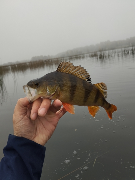 Eurasian perch , cought at 10/22/2023 - information about the catch ...