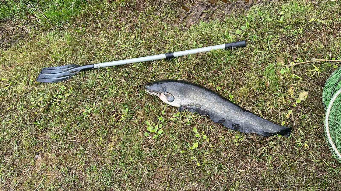 Wels catfish, 10lb 9oz, 3ft , cought at 08/28/2023 - information about ...
