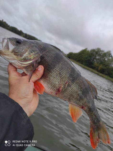 Eurasian perch, 1lb 15oz, 1ft 4in - information about the catch ...