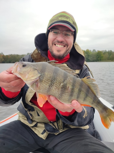 Eurasian perch, 1lb 15oz , cought at 10/30/2023 - information about the ...