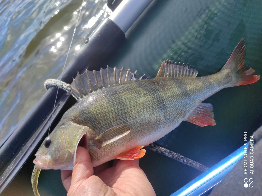 Eurasian perch, 1lb 1oz , cought at 09/24/2022 - information about the ...