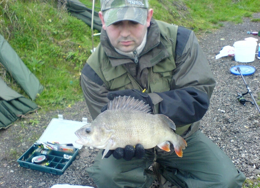 Perch, 3lb 8oz, 11(1/2)in , cought at 11/11/2005 - information about ...