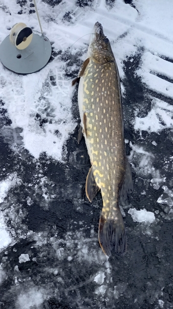 Northern Pike, 8lb 2oz, 2ft 8(1/2)in , cought at 12/06/2023 ...
