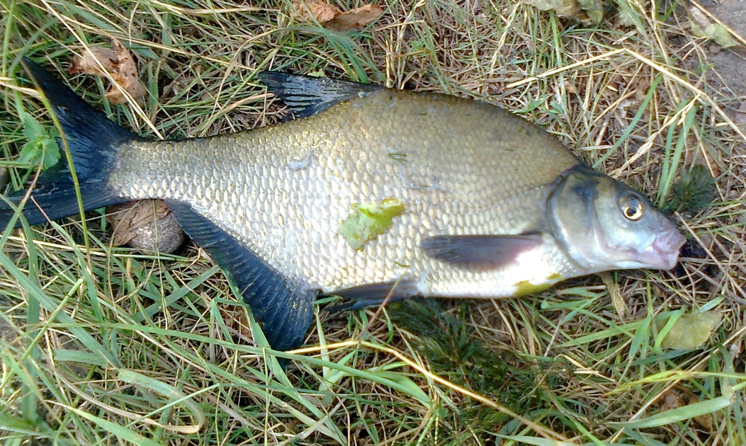 Carp bream, 1lb 1oz, 1ft 2in , cought at 06/24/2023 - information about ...