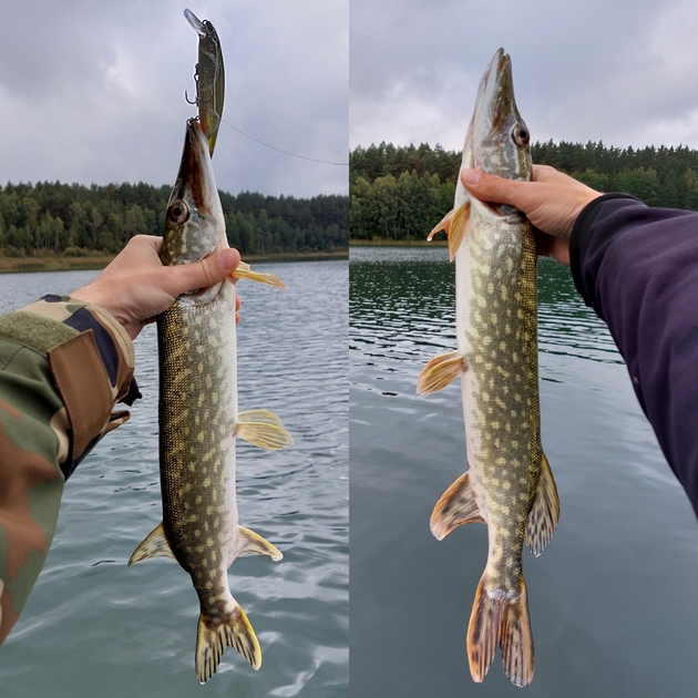 Northern Pike - information about the catch | Pinfishing.com