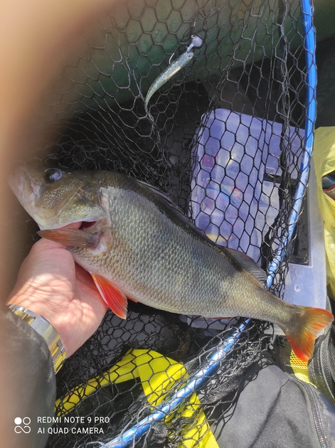 Eurasian perch, 1lb 15oz, 1ft 4in , cought at 09/10/2022 - information ...