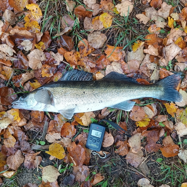 Pike perch, 3lb 8oz , cought at 10/01/2022 - information about the ...