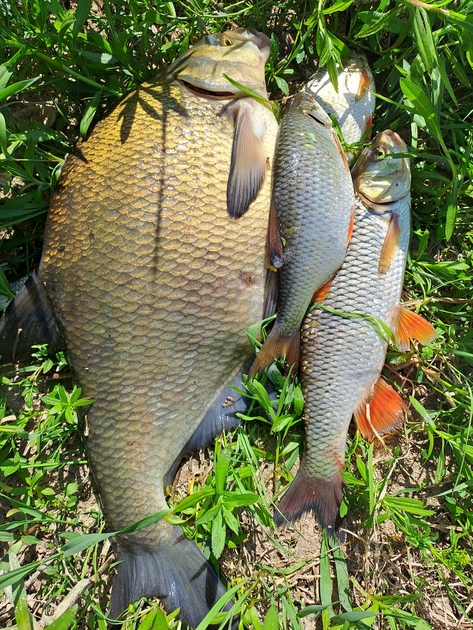 Carp bream, 3lb 15oz , cought at 05/26/2024 - information about the ...