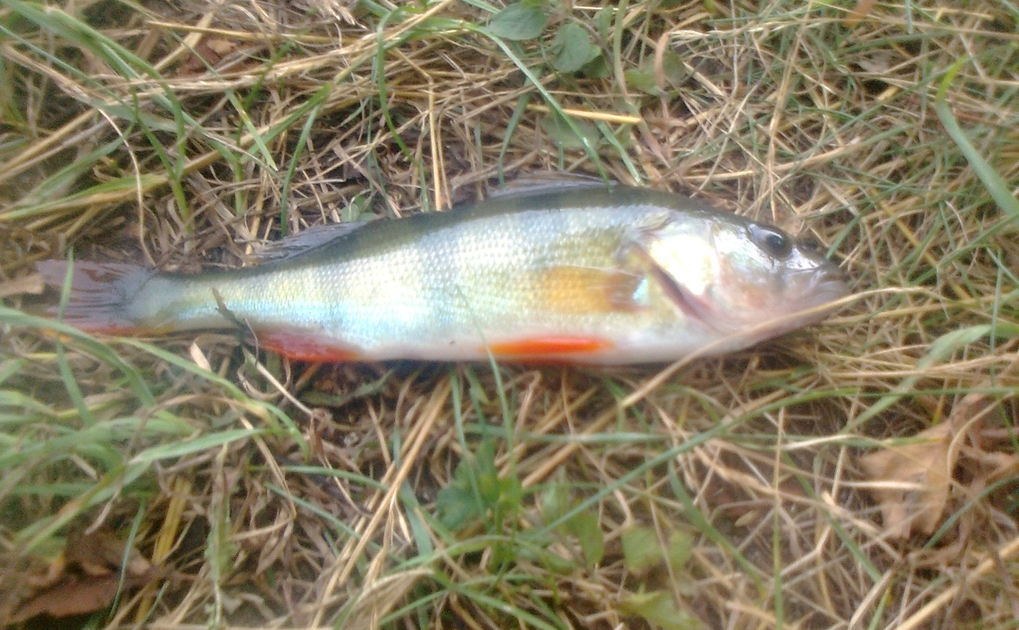 Eurasian perch , cought at 06/30/2024 - information about the catch ...
