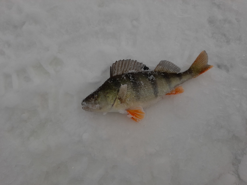 Eurasian perch , cought at 02/22/2025 - information about the catch ...