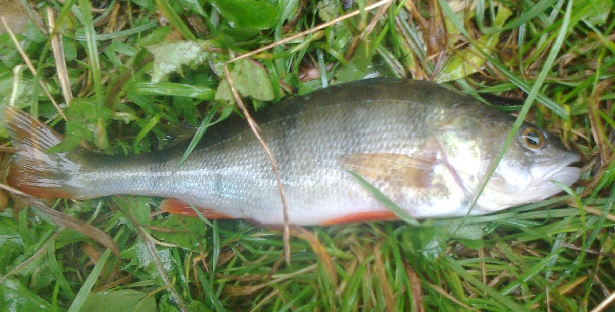 Eurasian perch, 10in , cought at 09/12/2025 - information about the ...
