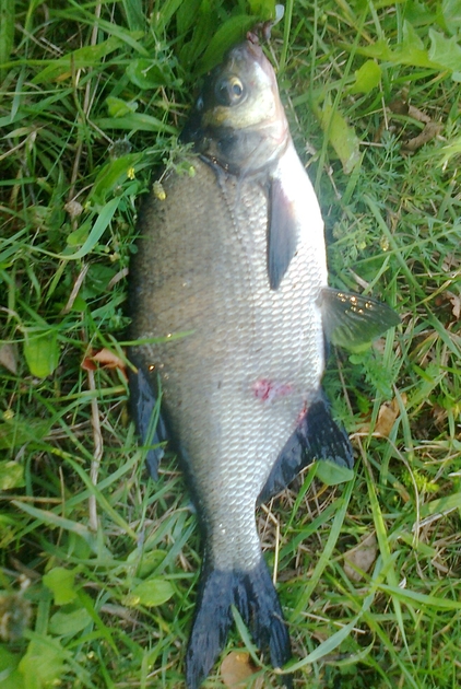Carp bream, 1lb 3oz, 1ft 1(1/2)in , cought at 08/05/2024 - information ...