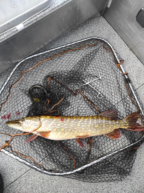 Northern Pike, 8lb 6oz, 2ft 7(1/2)in , cought at 12/01/2024 ...