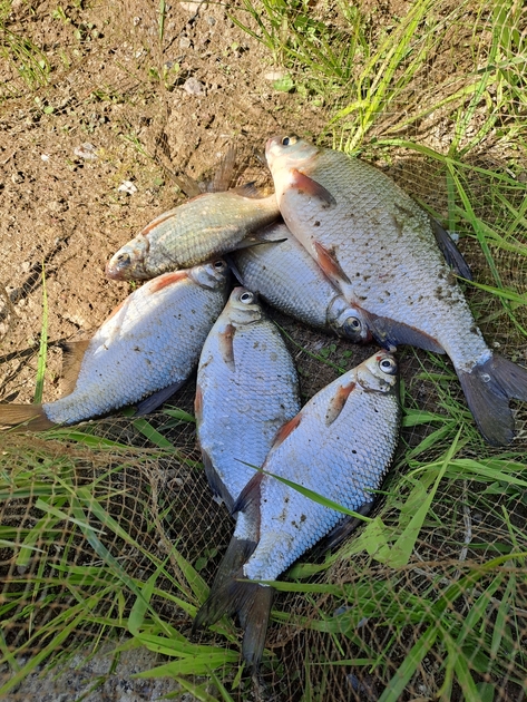 Silver Bream , cought at 05/23/2025 - information about the catch ...