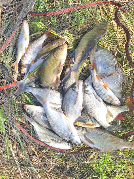 Carp bream , cought at 06/19/2025 - information about the catch ...