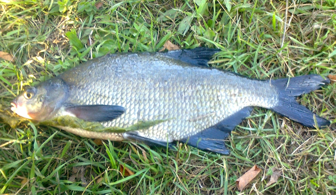 Carp bream, 1lb 14oz, 1ft 5in , cought at 09/06/2024 - information ...