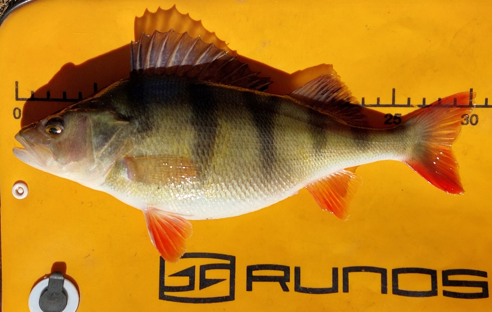 Eurasian perch, 12in , cought at 04/02/2025 - information about the ...