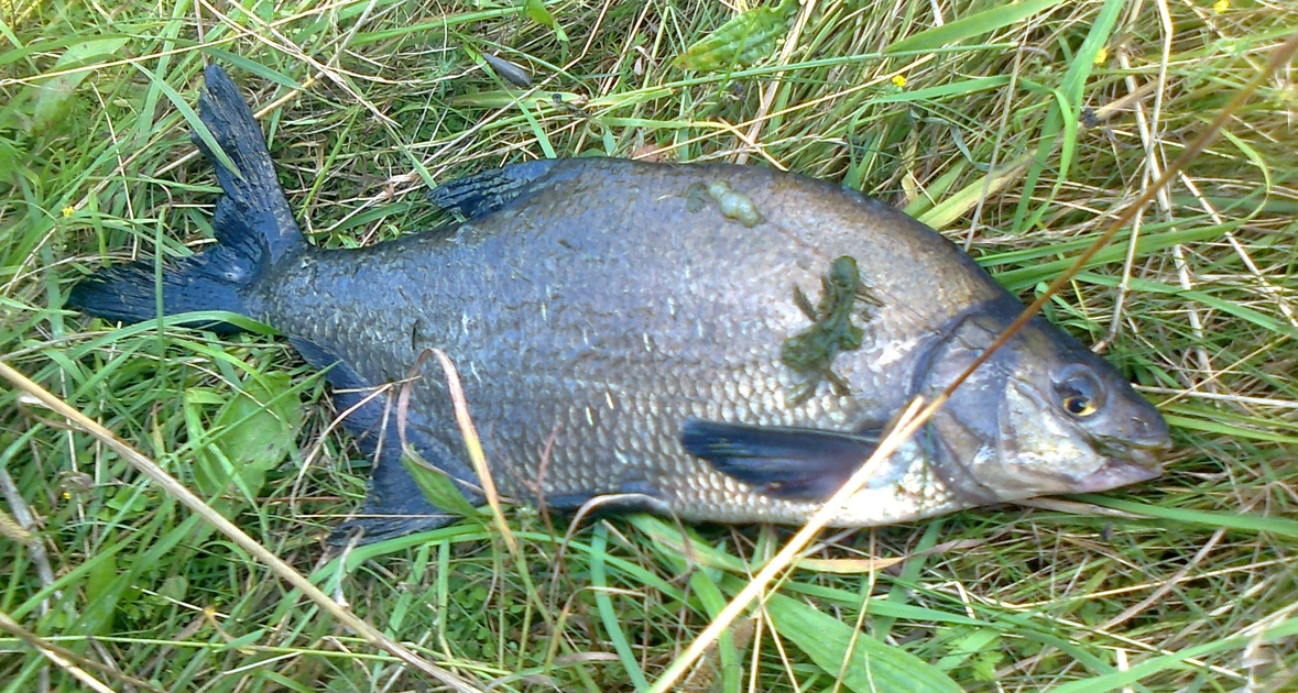 Carp bream, 1lb 12oz, 1ft 4(1/2)in , cought at 08/09/2025 - information ...