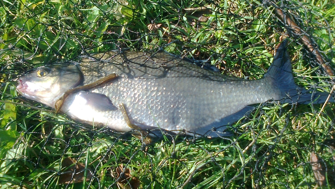 Carp bream, 1lb 12oz, 1ft 4(1/2)in , cought at 09/21/2025 - information ...