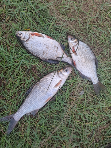 Zarte , cought at 06/29/2025 - information about the catch | Pinfishing.com