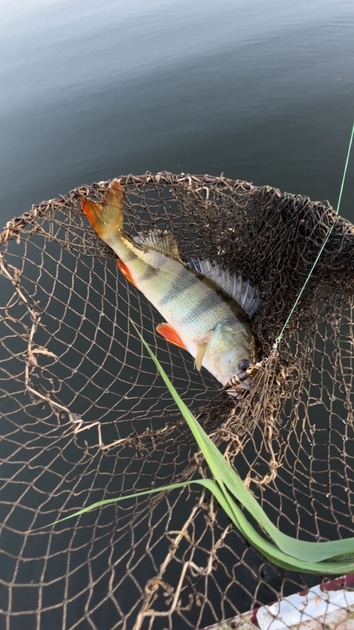 Eurasian perch, 1lb 12oz, 1ft 1in , cought at 06/26/2024 - information ...