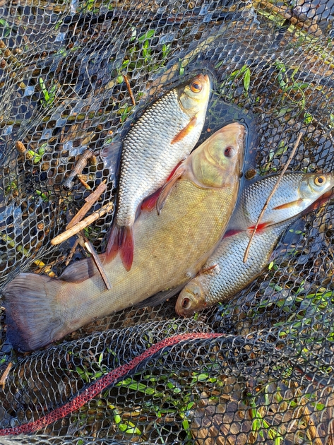 Tench, 11(1/2)in , cought at 04/21/2025 - information about the catch ...