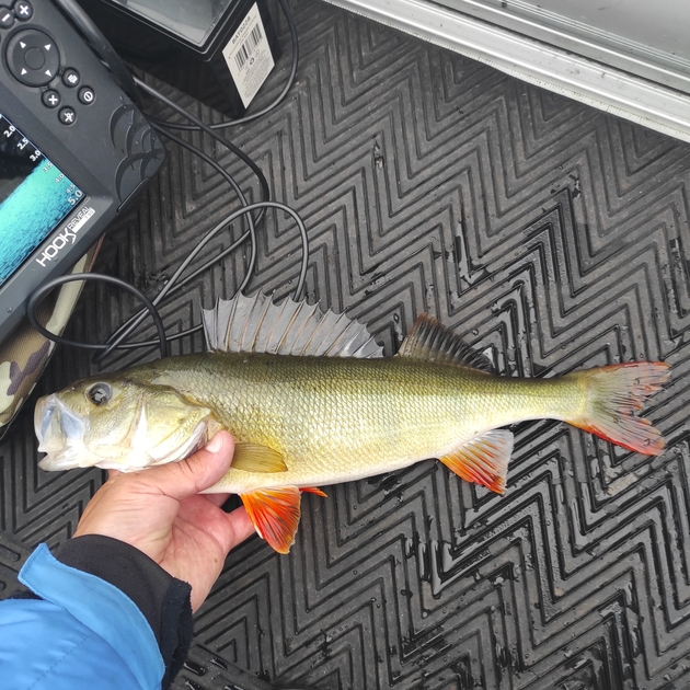 Eurasian perch, 1lb 8oz , cought at 07/01/2025 - information about the ...