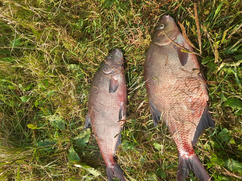 Carp bream , cought at 08/30/2024 - information about the catch ...