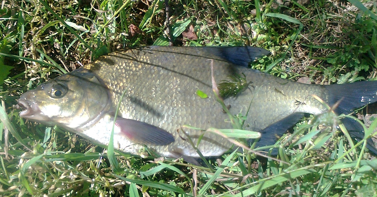 Carp bream, 1lb 12oz, 1ft 3(1/2)in , cought at 07/12/2025 - information ...
