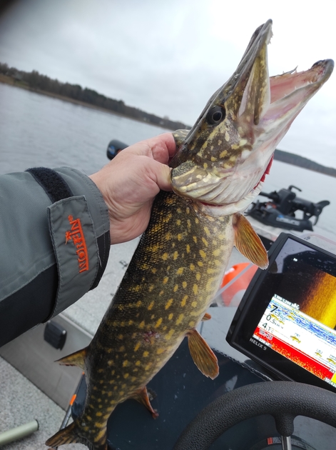 Northern Pike, 4lb 6oz , cought at 12/08/2024 - information about the ...
