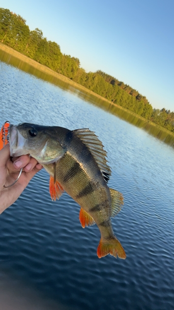 Eurasian perch, 1lb 1oz, 10(1/2)in , cought at 07/06/2024 - information ...