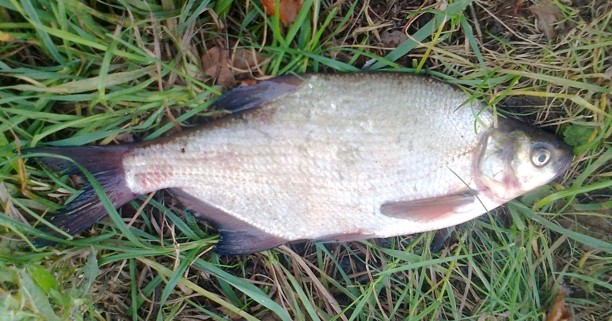Carp bream, 1lb 3oz, 1ft 3in , cought at 09/18/2024 - information about ...
