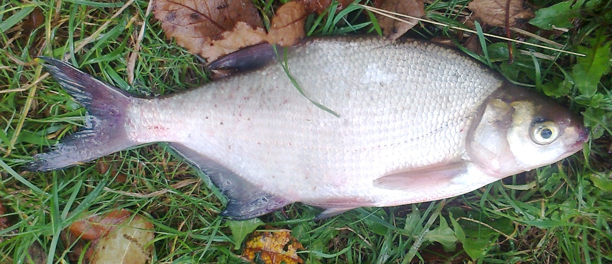 Carp bream, 14oz, 1ft 1(1/2)in , cought at 08/30/2025 - information ...