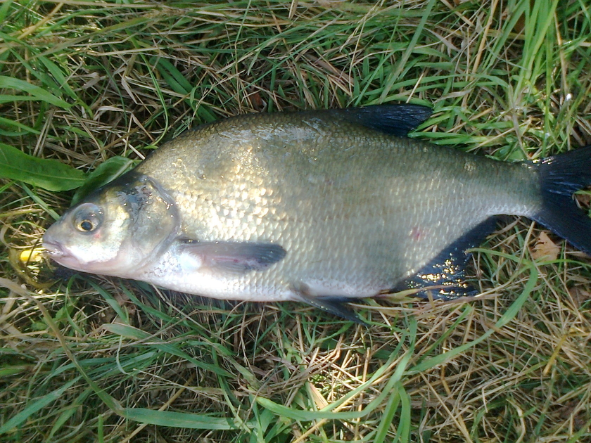 Carp bream, 1lb 5oz, 1ft 2(1/2)in , cought at 07/21/2024 - information ...