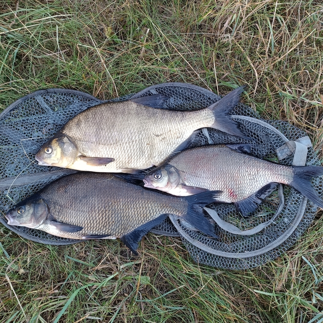 Carp bream, 3lb 3oz , cought at 06/30/2024 - information about the ...