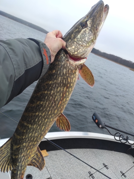 Northern Pike, 13lb 3oz , cought at 01/19/2025 - information about the ...