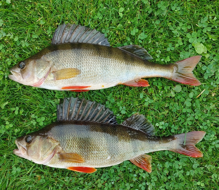 Eurasian perch , cought at 09/20/2025 - information about the catch ...