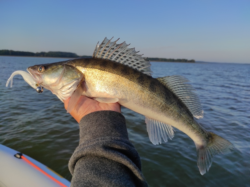 Pike perch, 1ft 7(1/2)in , cought at 08/31/2024 - information about the ...