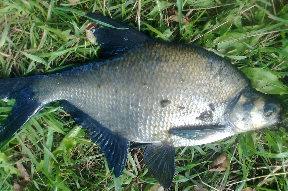 Carp bream, 1lb 1oz, 1ft 1in , cought at 08/13/2025 - information about ...
