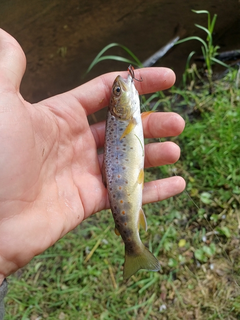 Margasis upėtakis, 3oz, 4(1/2)in , cought at 06/17/2025 - information ...