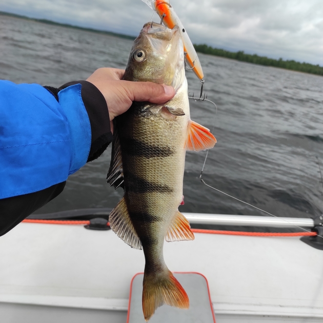Eurasian perch, 1lb 5oz , cought at 06/29/2025 - information about the ...