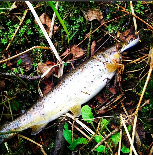 Margasis upėtakis, 12in , cought at 04/26/2014 - information about the ...